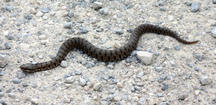 Come distinguere una biscia da una vipera